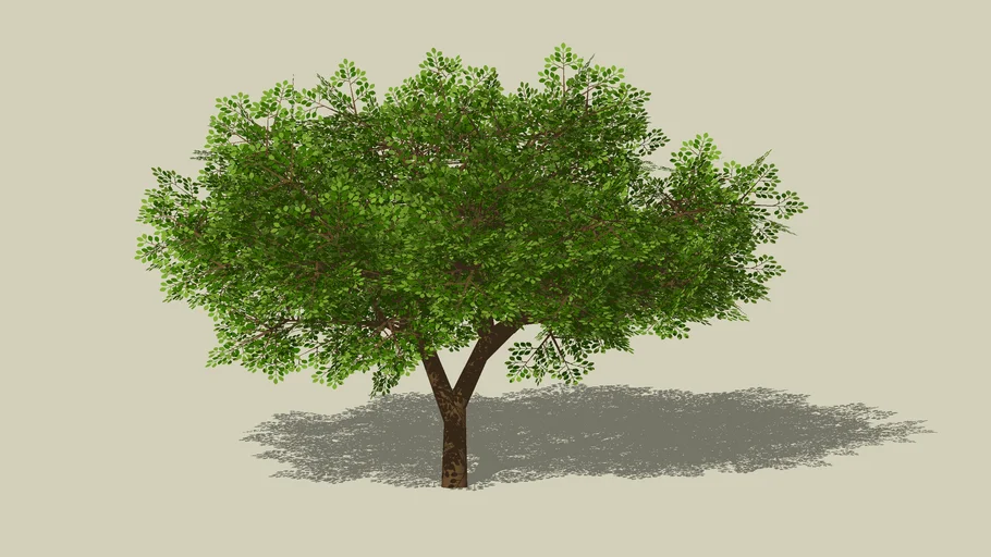 leafy tree 2 | 3D Warehouse