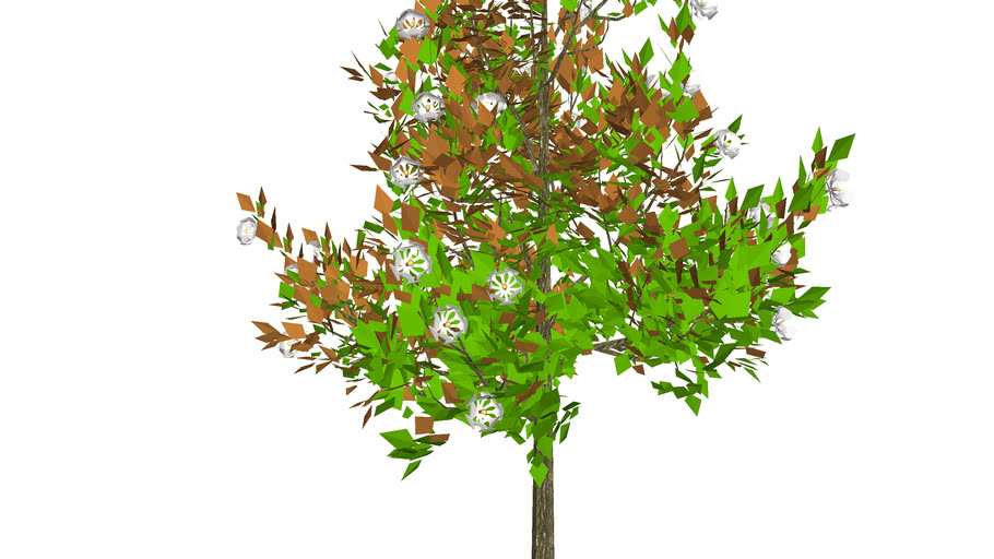 Magnolia Little Gem | 3D Warehouse