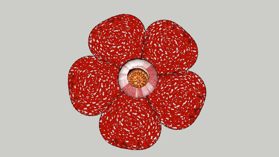 Rafflesia | 3D Warehouse