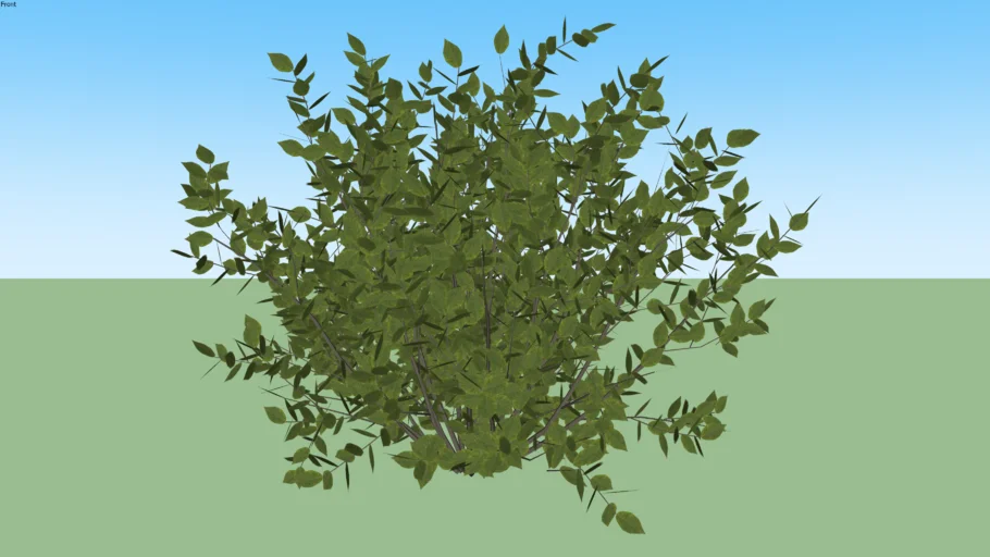 Skatter Shrub 01 | 3D Warehouse