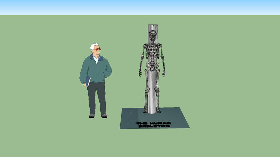 The Human Skeleton | 3D Warehouse