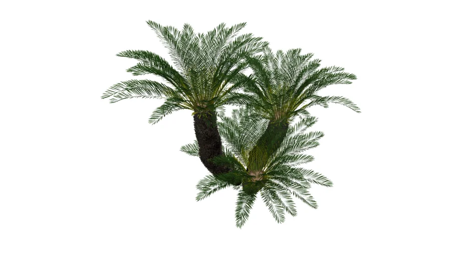 Cycas revoluta | 3D Warehouse