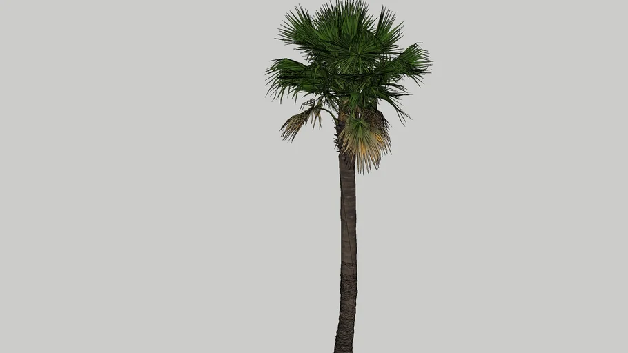 Palm Tree 01 | 3D Warehouse