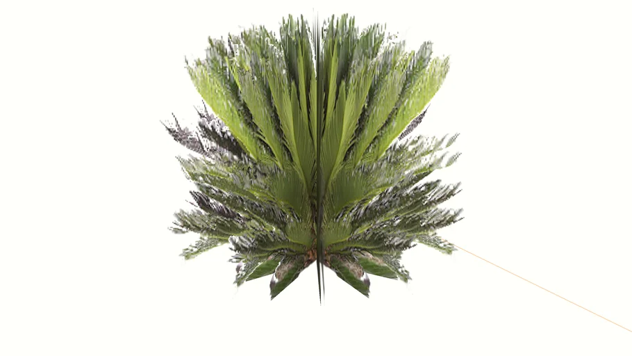 Palma Cica Revoluta | 3D Warehouse