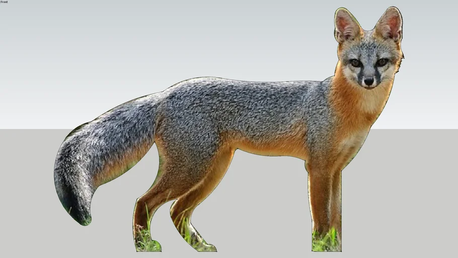 Gray Fox - Face Me | 3D Warehouse