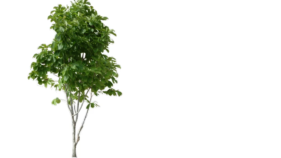 tree - 01 | 3D Warehouse