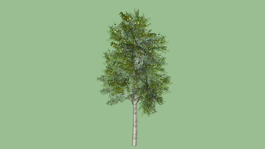 Tree | 3D Warehouse