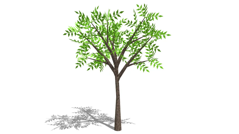 Tree with bark texture | 3D Warehouse