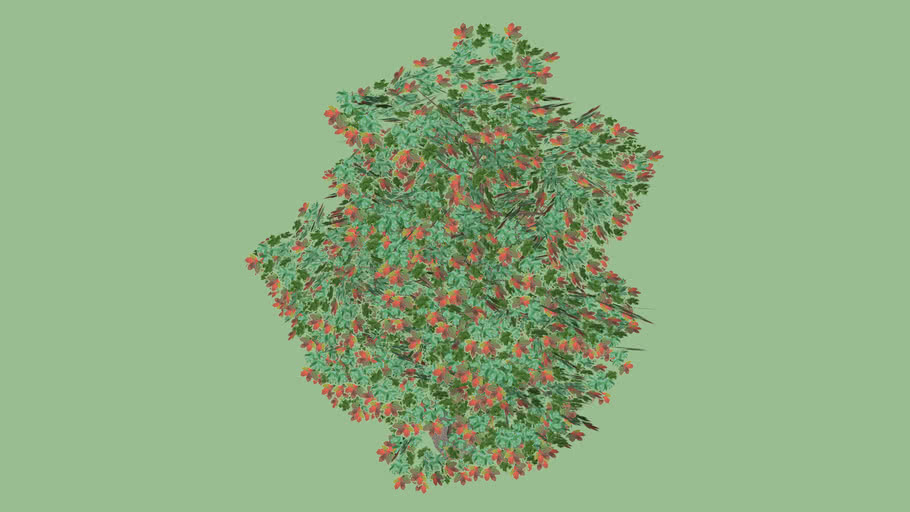 Maple Tree | 3D Warehouse
