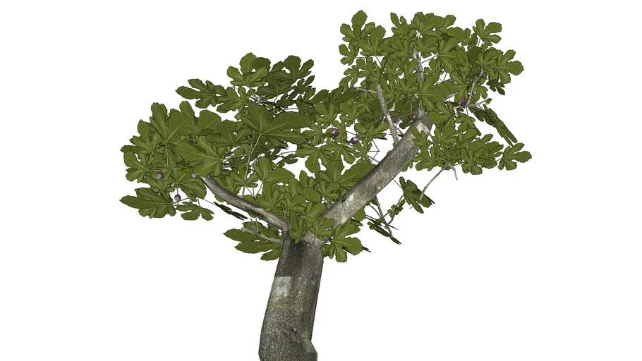 Baum 1 | 3D Warehouse