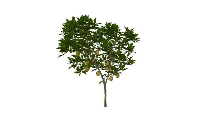 Citrus lemon | 3D Warehouse