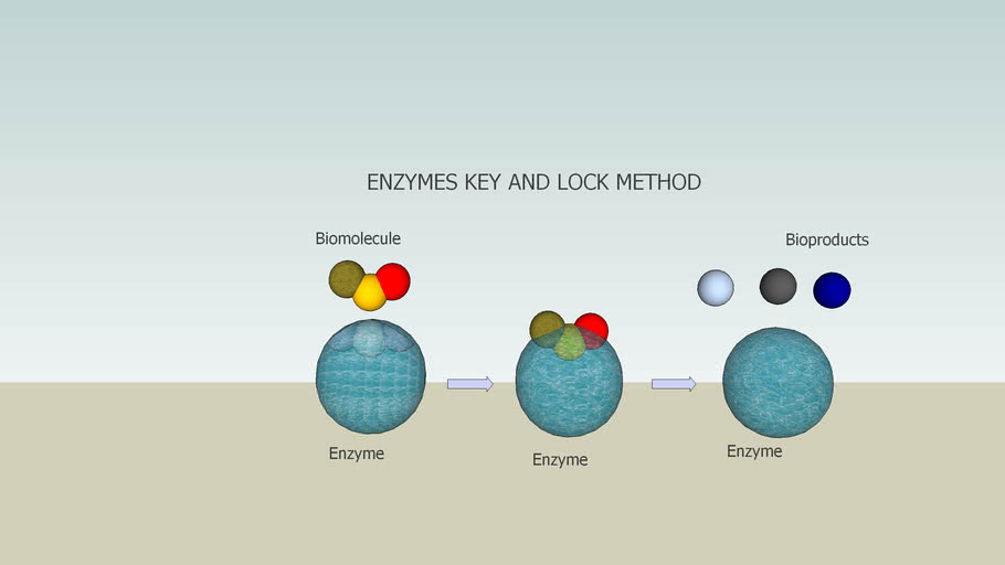 KEY & LOCK ENZYMES KEY AND LOCK METHOD | 3D Warehouse