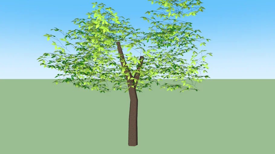 Tree In My Front Yard | 3D Warehouse