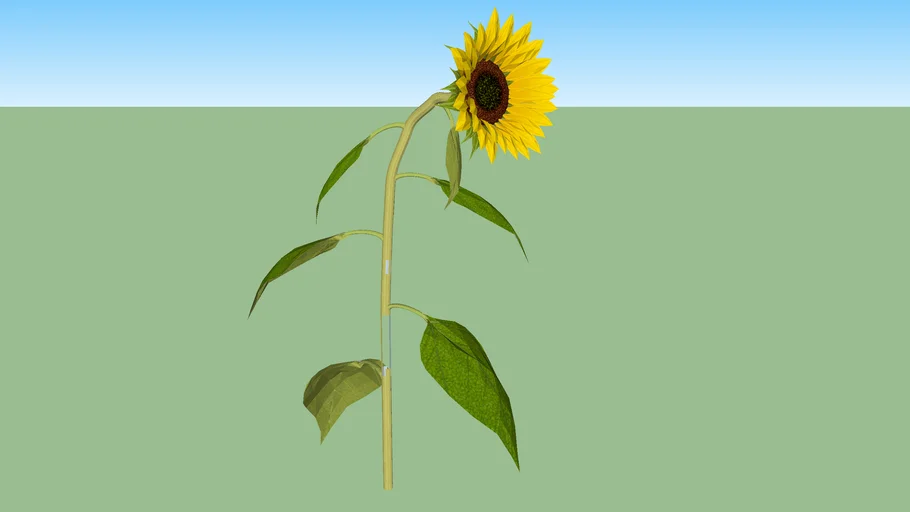 Sunflower | 3D Warehouse