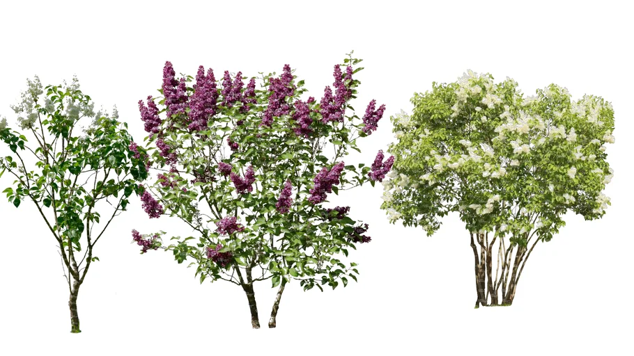 Syringa vulgaris purple and white | 3D Warehouse