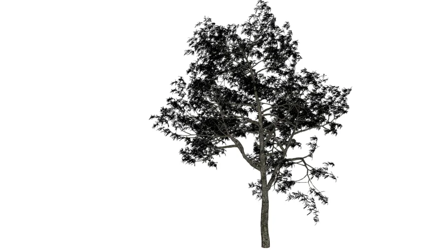 tree vic-01 | 3D Warehouse