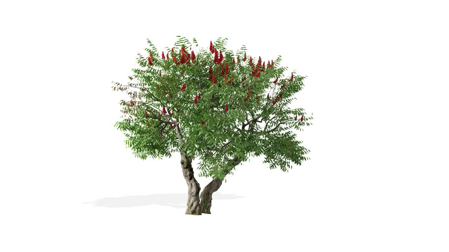 Rhus typhina - Staghorn Sumac | 3D Warehouse