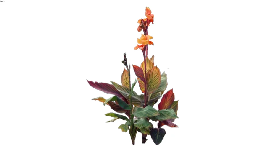 Canna Tropicanna | 3D Warehouse