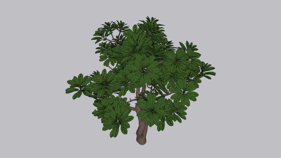 schefflera | 3D Warehouse