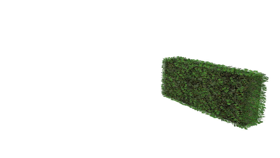 taxus bacatta hedge | 3D Warehouse