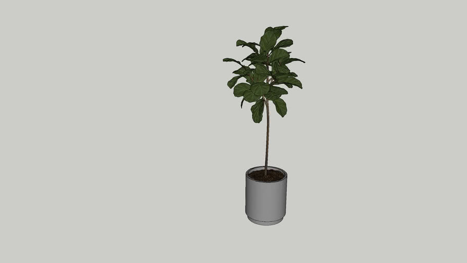 Plant Ficus Lyrata | 3D Warehouse