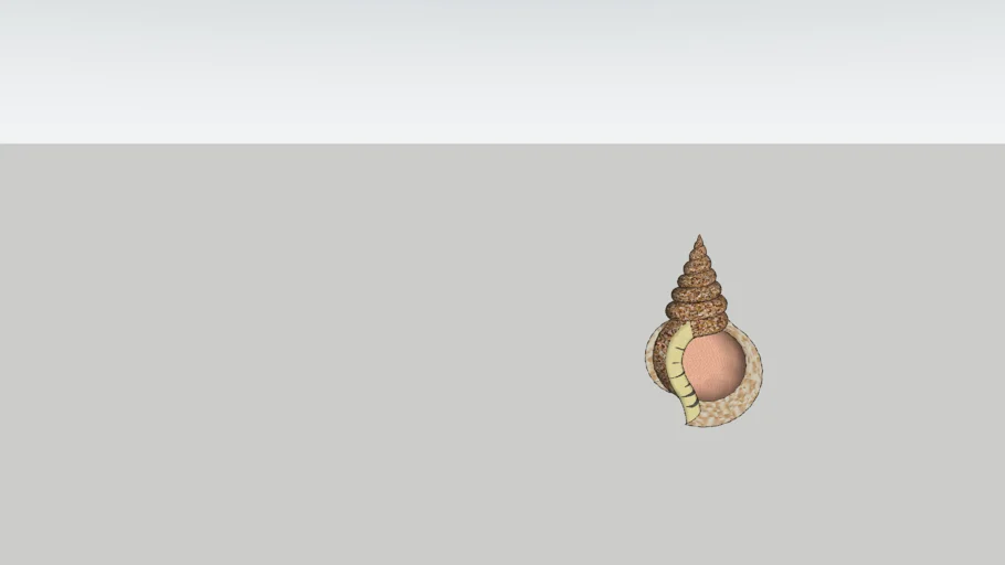 3d SEA SHELL | 3D Warehouse
