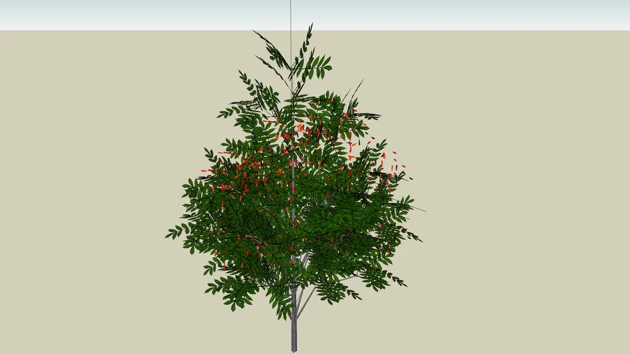 pokok cili | 3D Warehouse