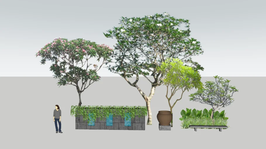 Tree Sketchup Warehouse Ficus Concinna Tree Sketchup Models Free