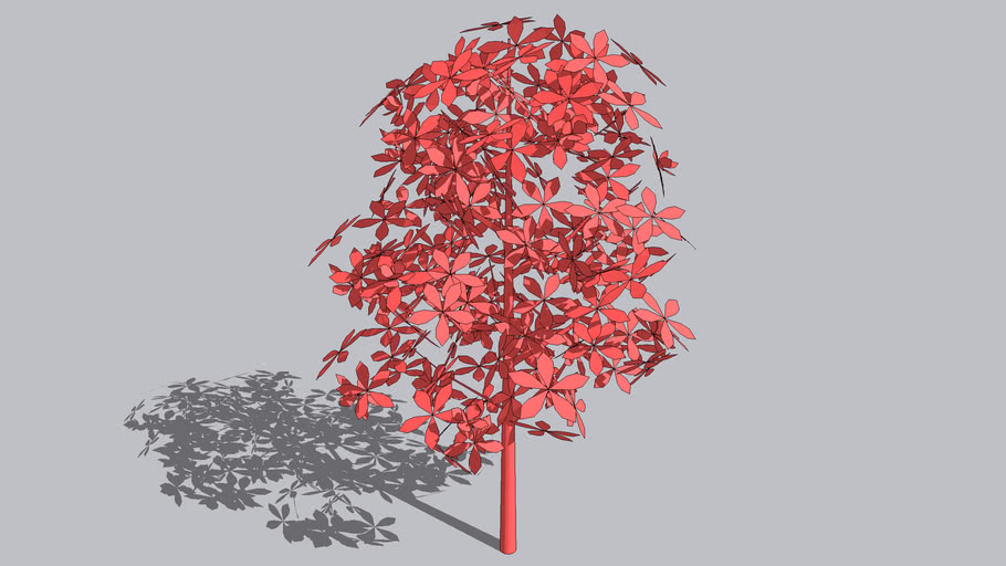 Evergreen magnolia tree | 3D Warehouse