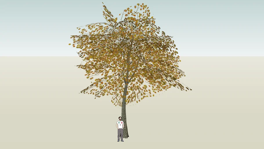 MAPLE TREE IN AUTUMN 3D MODEL | 3D Warehouse