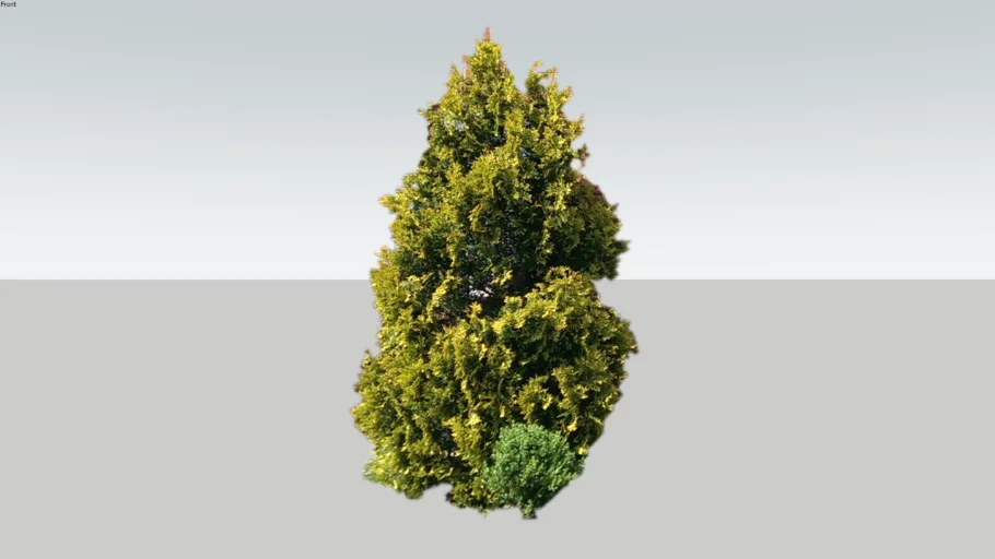 Pine Tree | 3D Warehouse