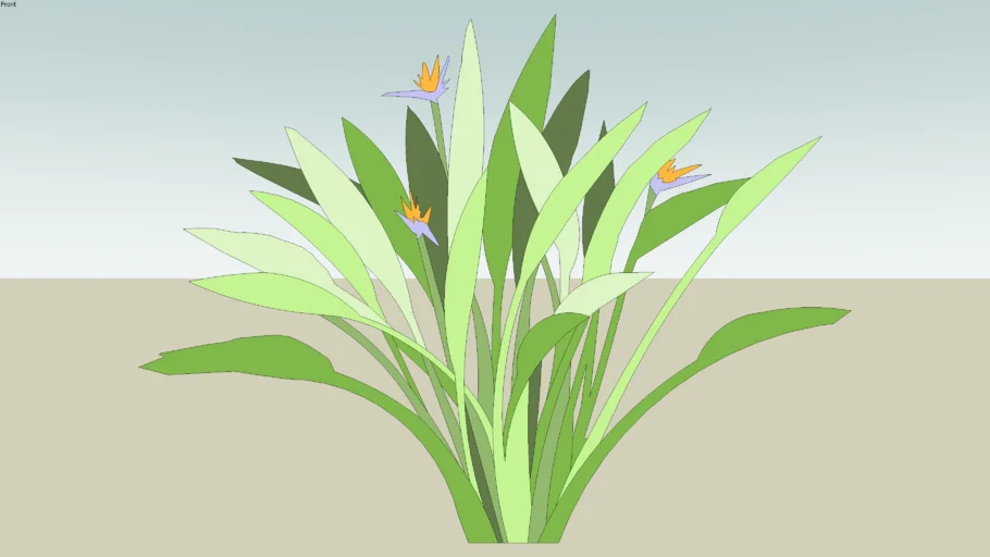 Strelitzia rigenae | 3D Warehouse