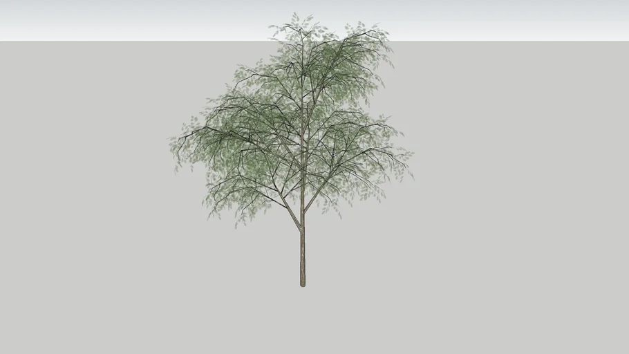 OTLA Deciduous Tree 01 | 3D Warehouse