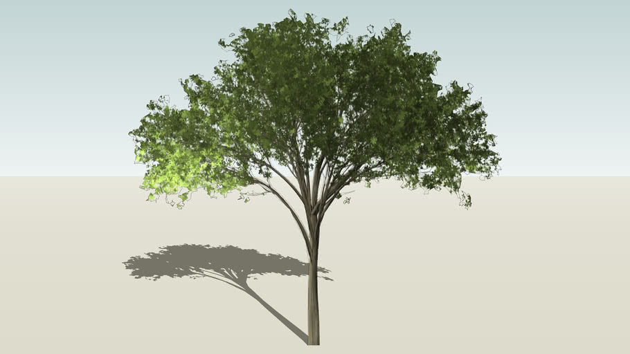 tree | 3D Warehouse