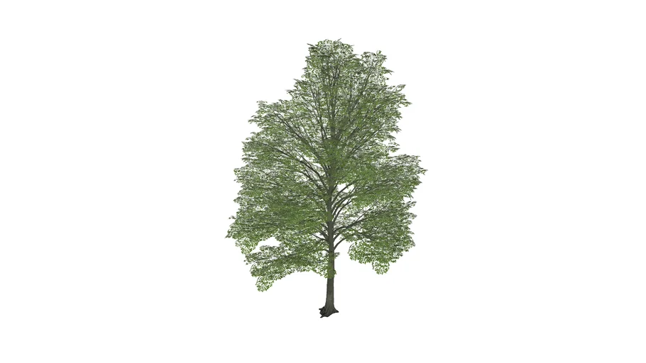 ÁRVORE | 3D Warehouse