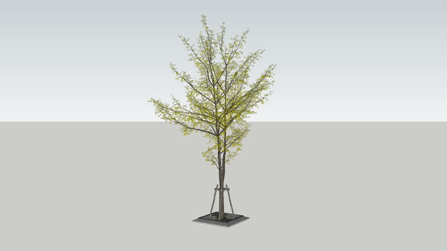 tree 05 | 3D Warehouse