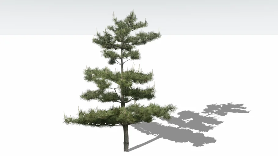 Pine (Pinus) 2D tree | 3D Warehouse