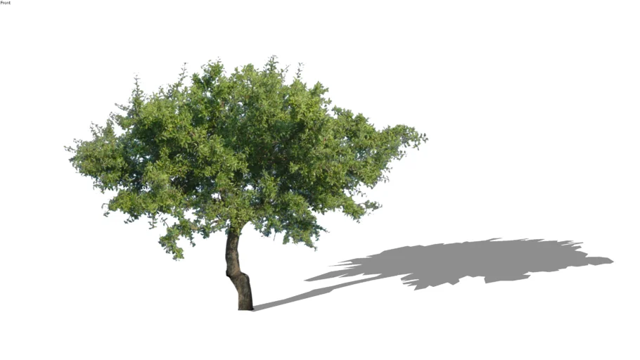 Tree | 3D Warehouse