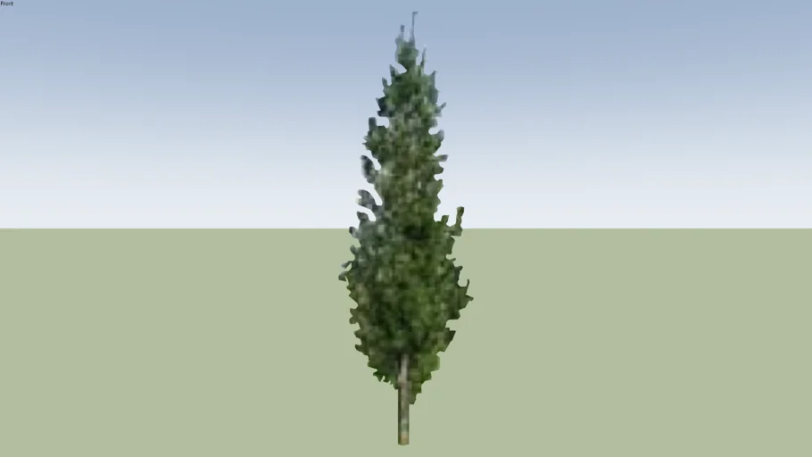 Columnar White Pine | 3D Warehouse