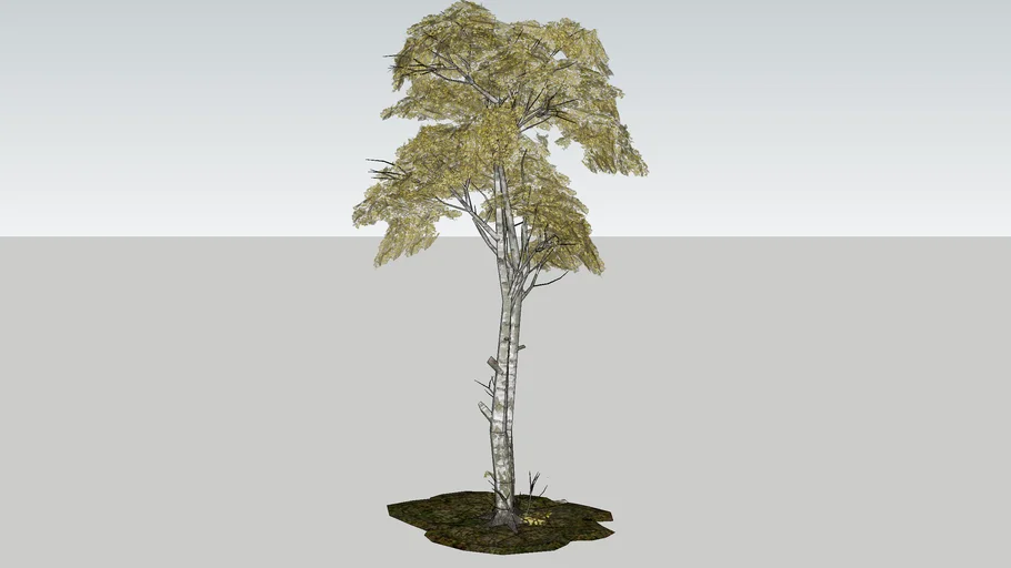 Smart birch tree 3d | 3D Warehouse