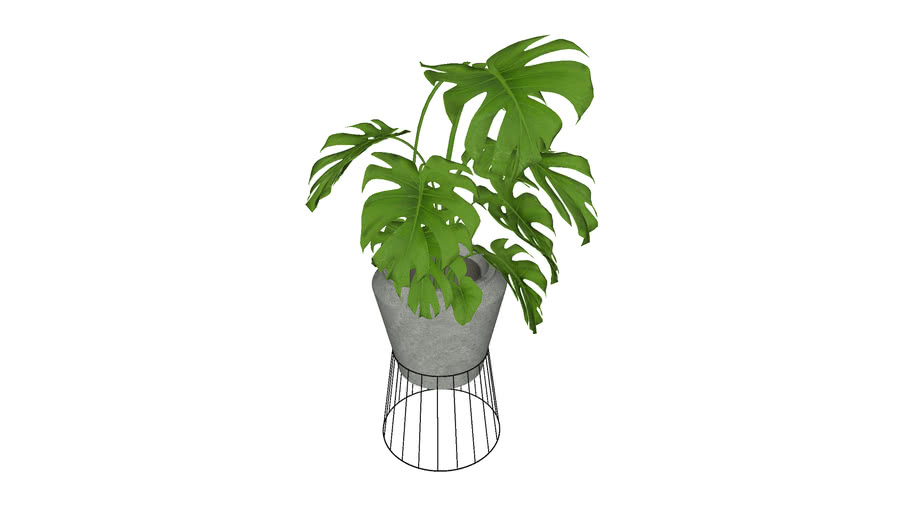 Monstera Plant | 3D Warehouse