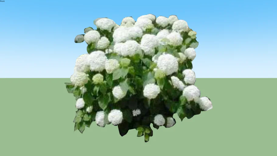 Hydrangea | 3D Warehouse