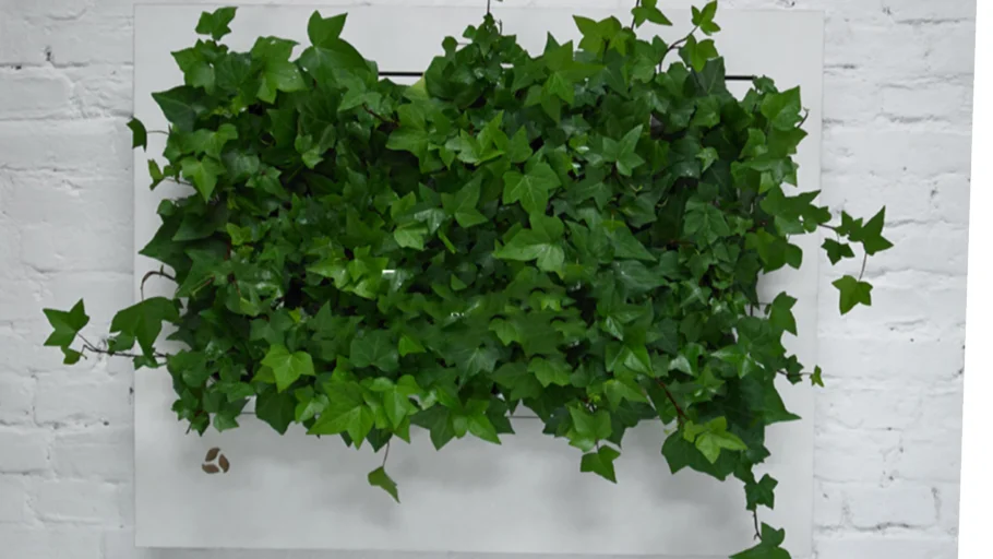 VINES (4).skp | 3D Warehouse