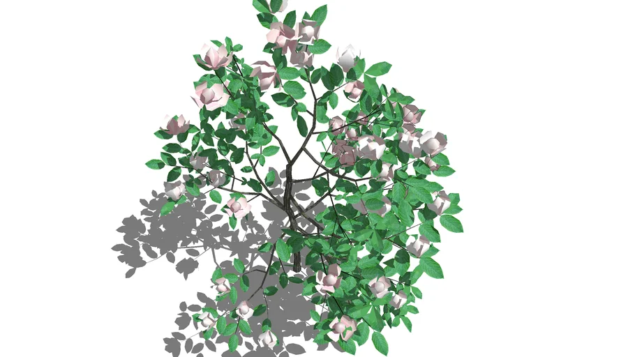 TREE 2 | 3D Warehouse