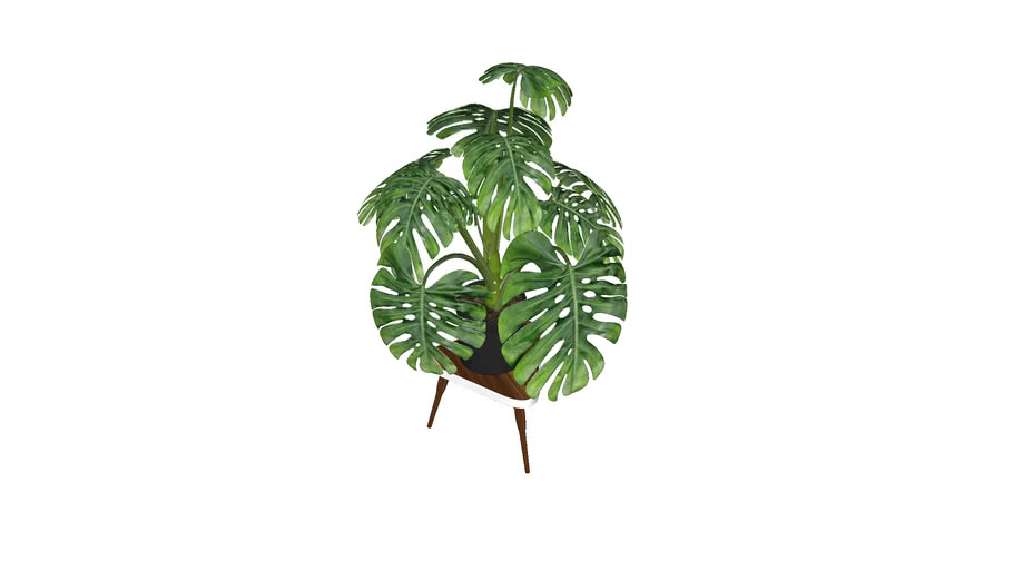Monstera Plant | 3D Warehouse