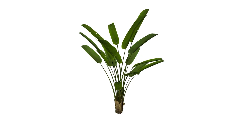 Bop Plant | 3D Warehouse