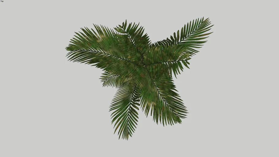 Palm tree in rattan basket | 3D Warehouse