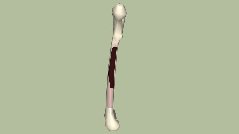 a long bone | 3D Warehouse