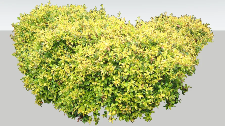 2D Small bush | 3D Warehouse