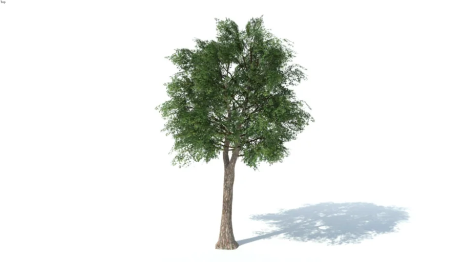 Low poly 3d tree (025) | 3D Warehouse